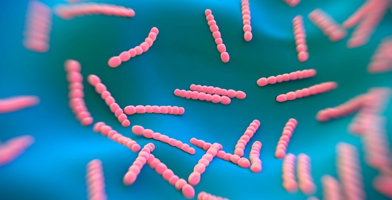Why pneumococci affect primarily humans | Karolinska Institutet