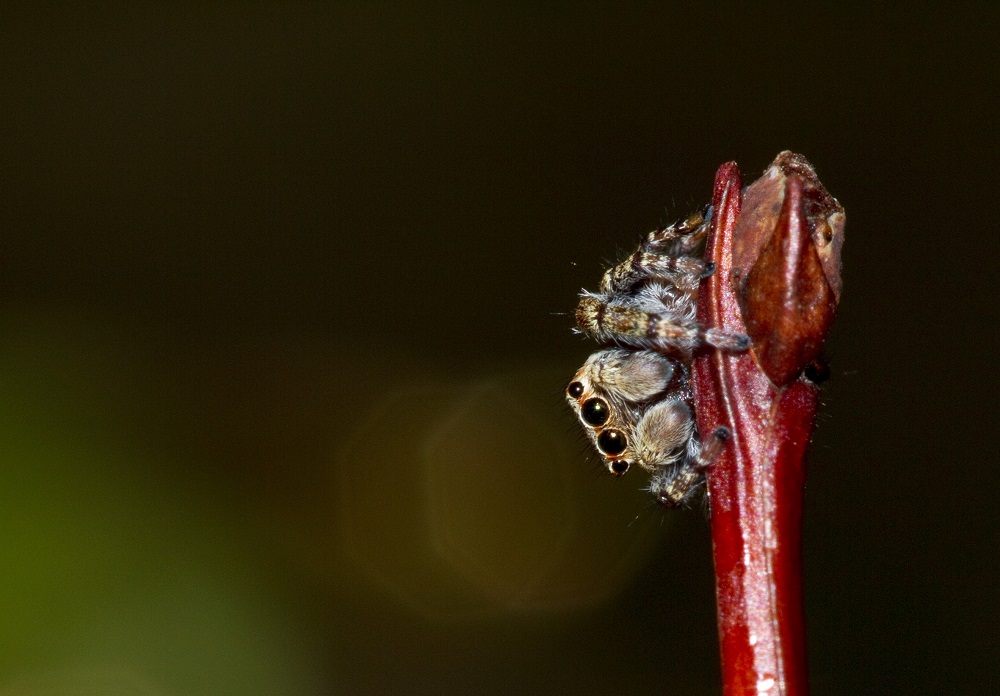 Making biological drugs with spider silk protein | Karolinska Institutet