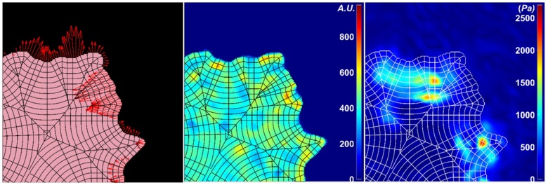 New study shows how cells sense their microenvironment | Karolinska ...