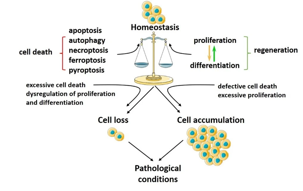Linking Cell Death to Tissue Regeneration | Mirage News