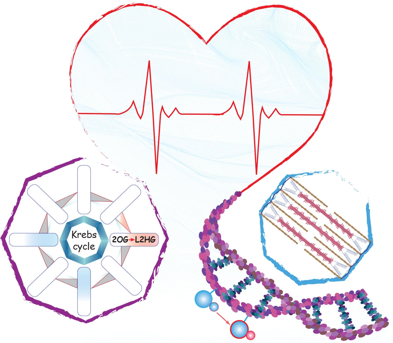 Oxidative stress in heart failure varies between males and females ...