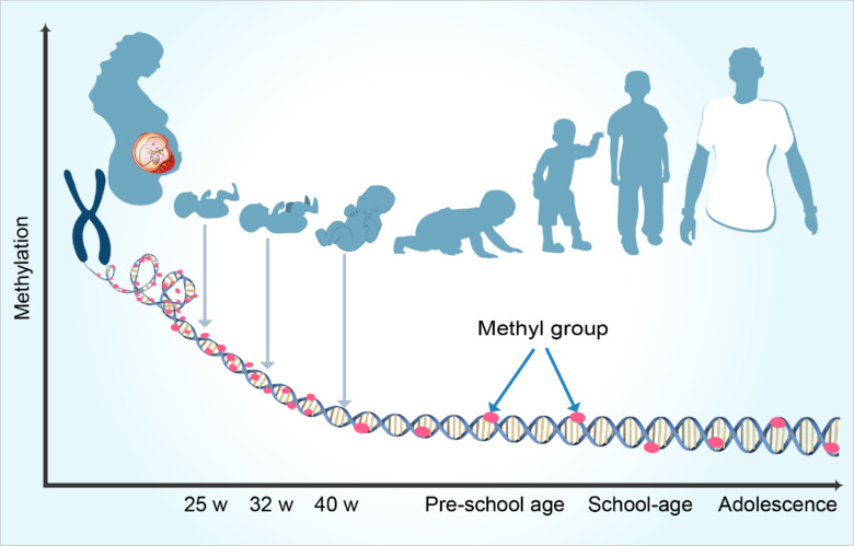 Length of pregnancy alters the child’s DNA | Karolinska Institutet