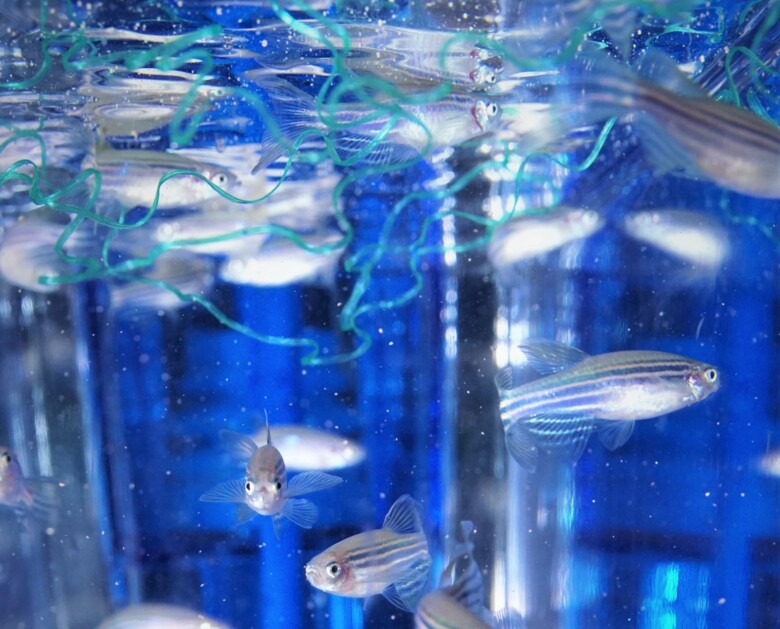 KI’s zebrafish received curious visitors | Karolinska Institutet