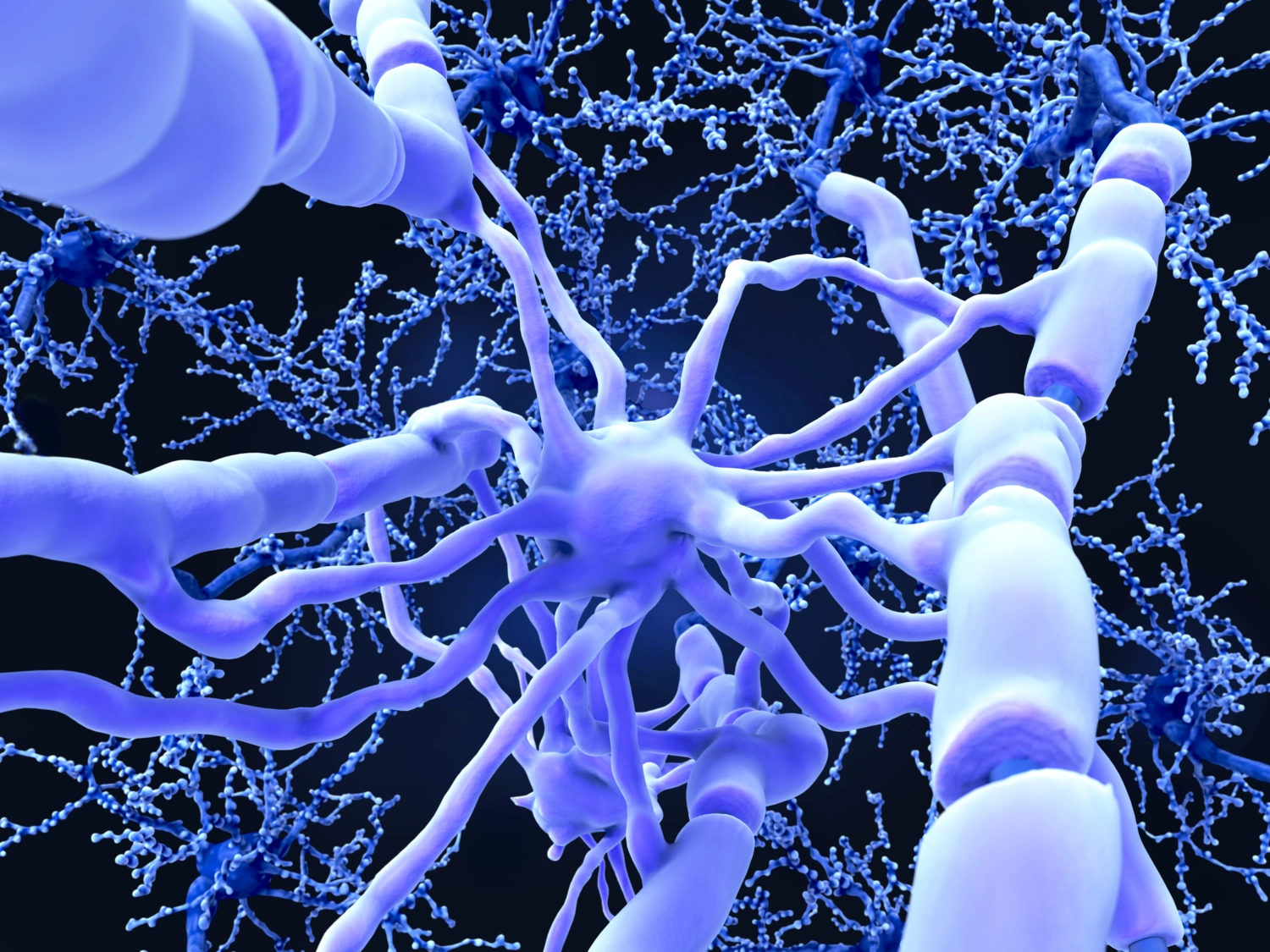 As we age, immune cells protect the spinal cord | Karolinska Institutet