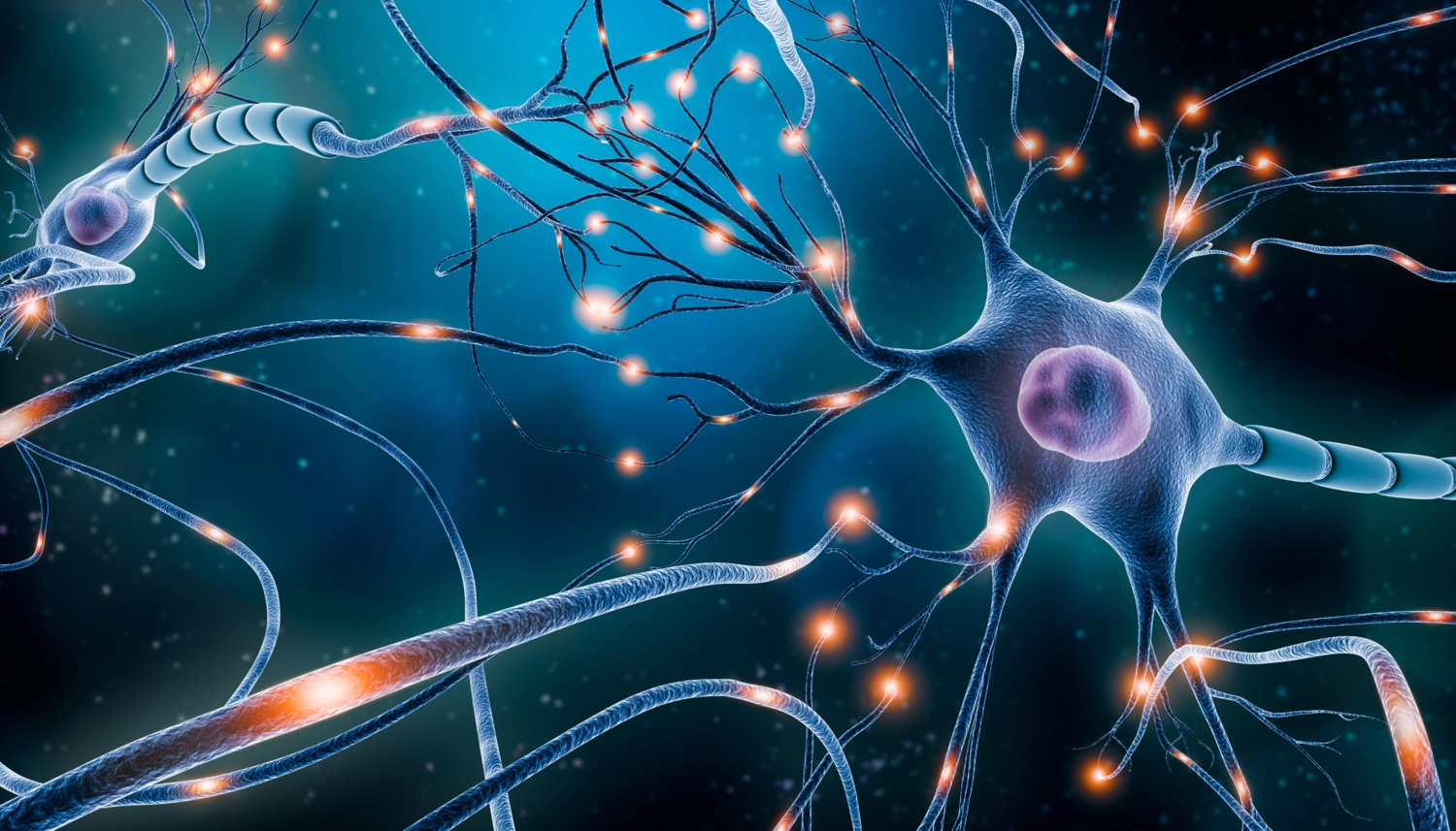 Chronic stress-related neurons identified | Karolinska Institutet
