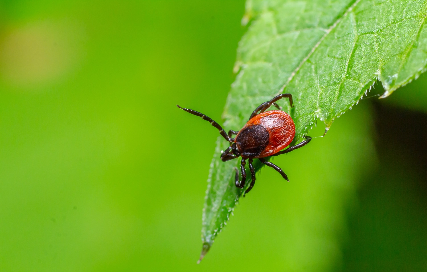 Key protein for tick-borne infection revealed – how the TBE virus ...