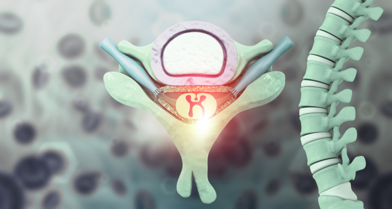 Map of spinal cord formation gives new knowledge on diseases of the ...