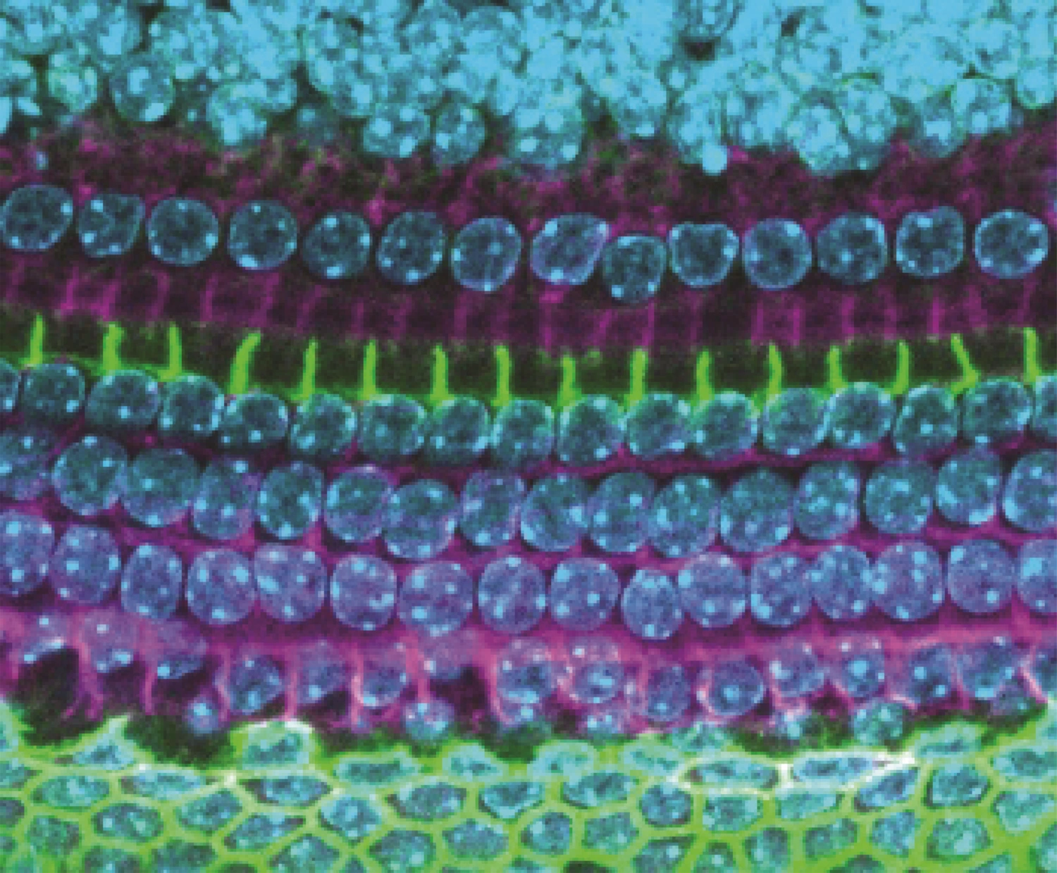 New method reveals how the brain and inner ear are formed | Karolinska ...