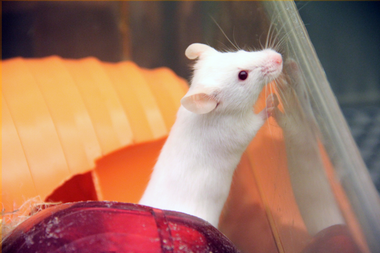 Vaccination is an effective and safe method in a mouse model with ...