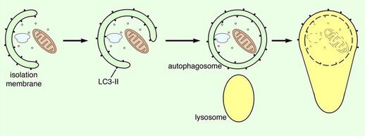 Autophagy in major human diseases - new article in The EMBO Journal ...