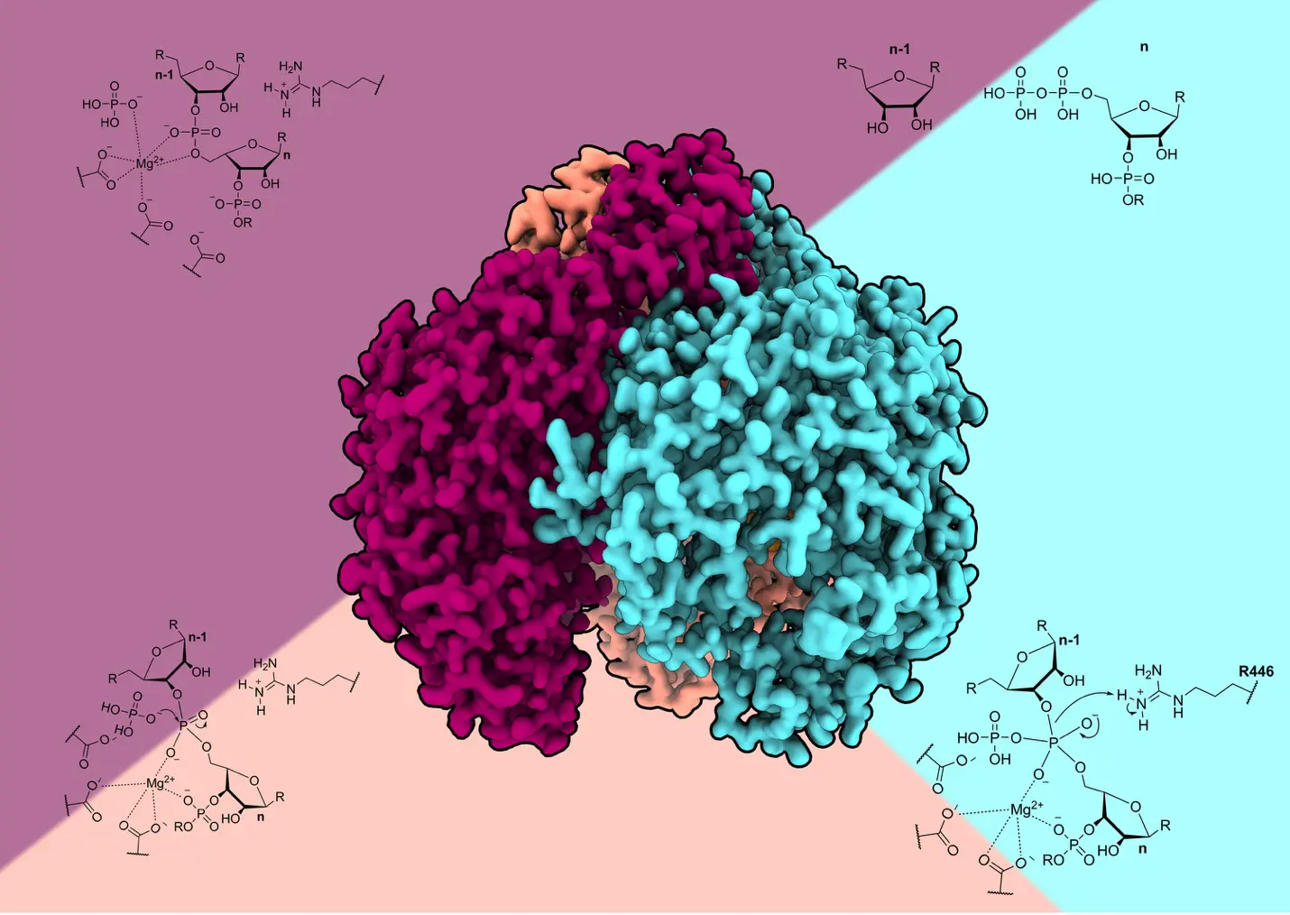 Molecular Movie Shows Mitochondrial Enzyme's RNA Role | Mirage News