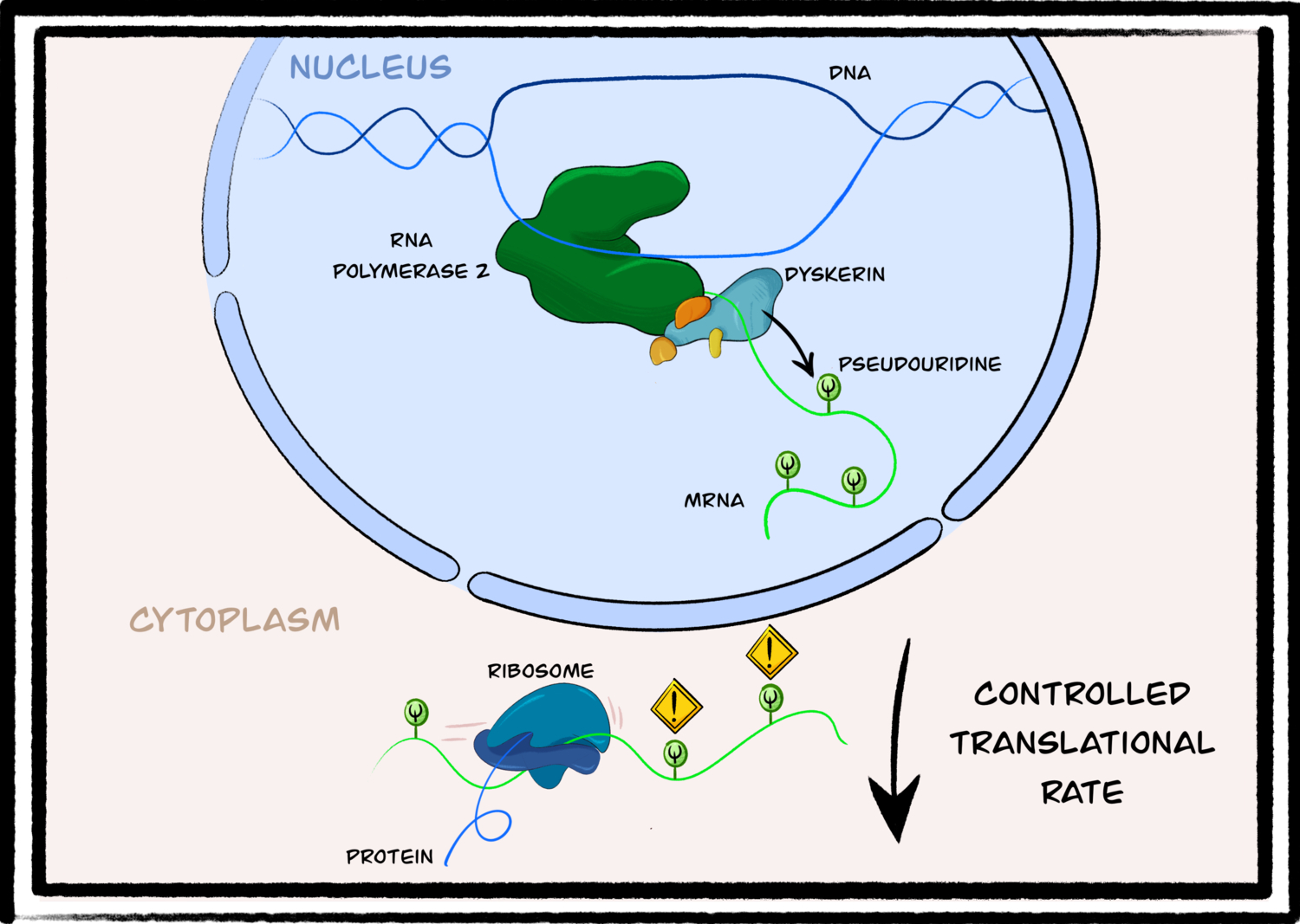 Modification of mRNA controls cellular protein synthesis | Karolinska ...