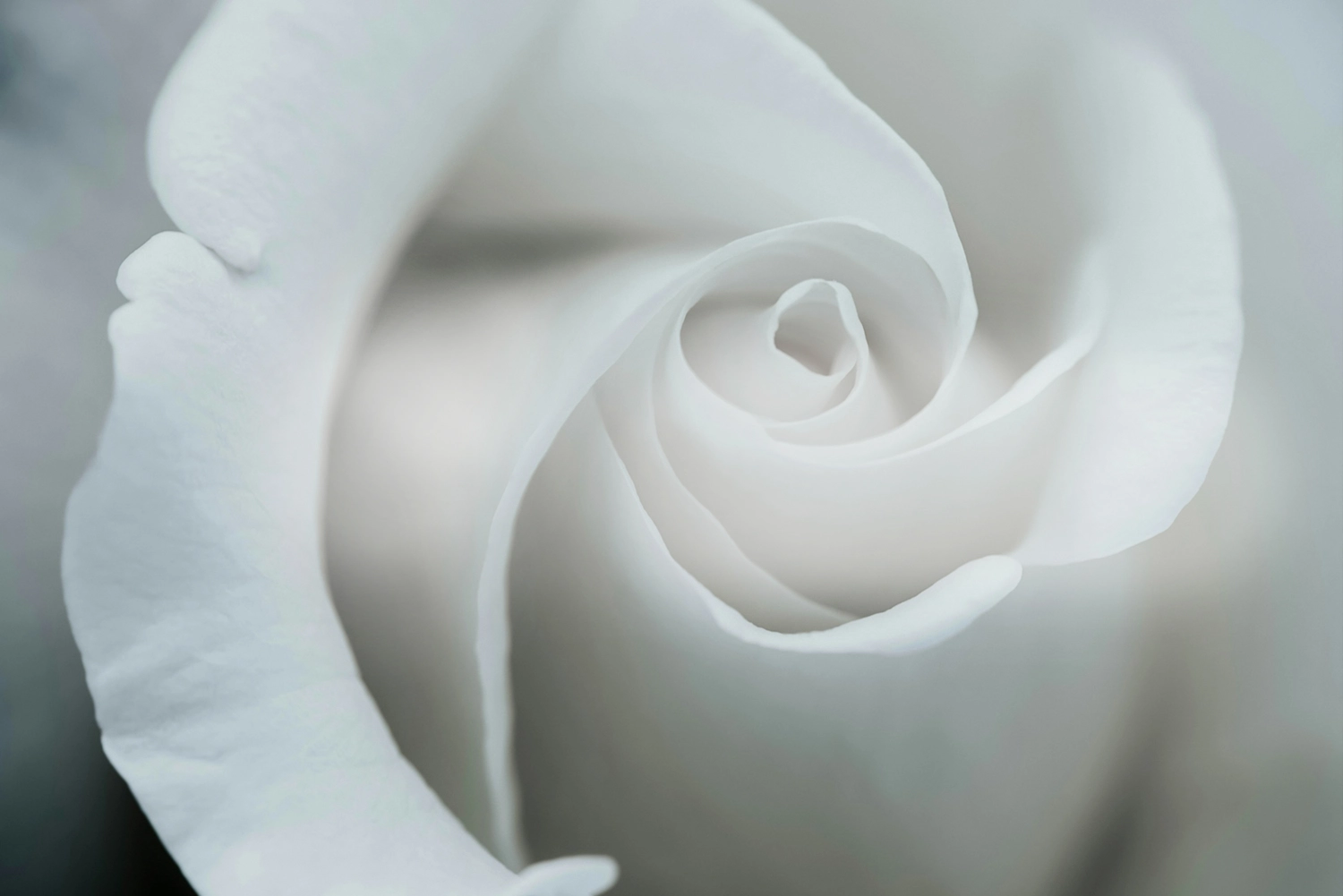 In memory of Anna Karlsson (1958-2025) | Karolinska Institutet