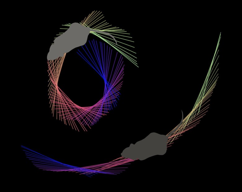 Brainstem neurons control how mice turn left and right | Karolinska ...
