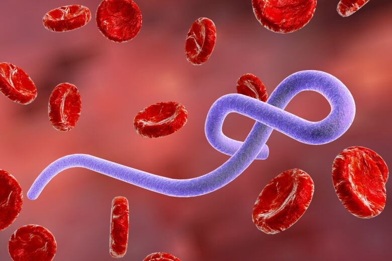 New study shows how the Ebola virus infects our cells | Karolinska ...